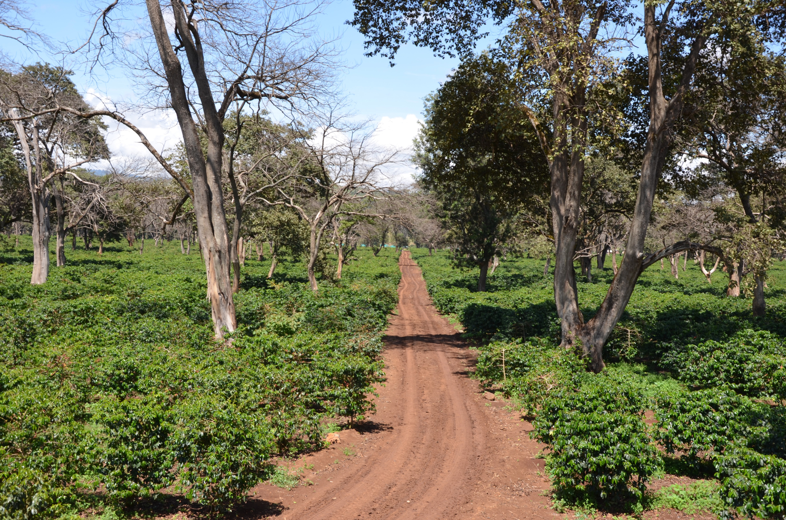 InterAmerican Coffee - Kenya Endebess Estate Natural