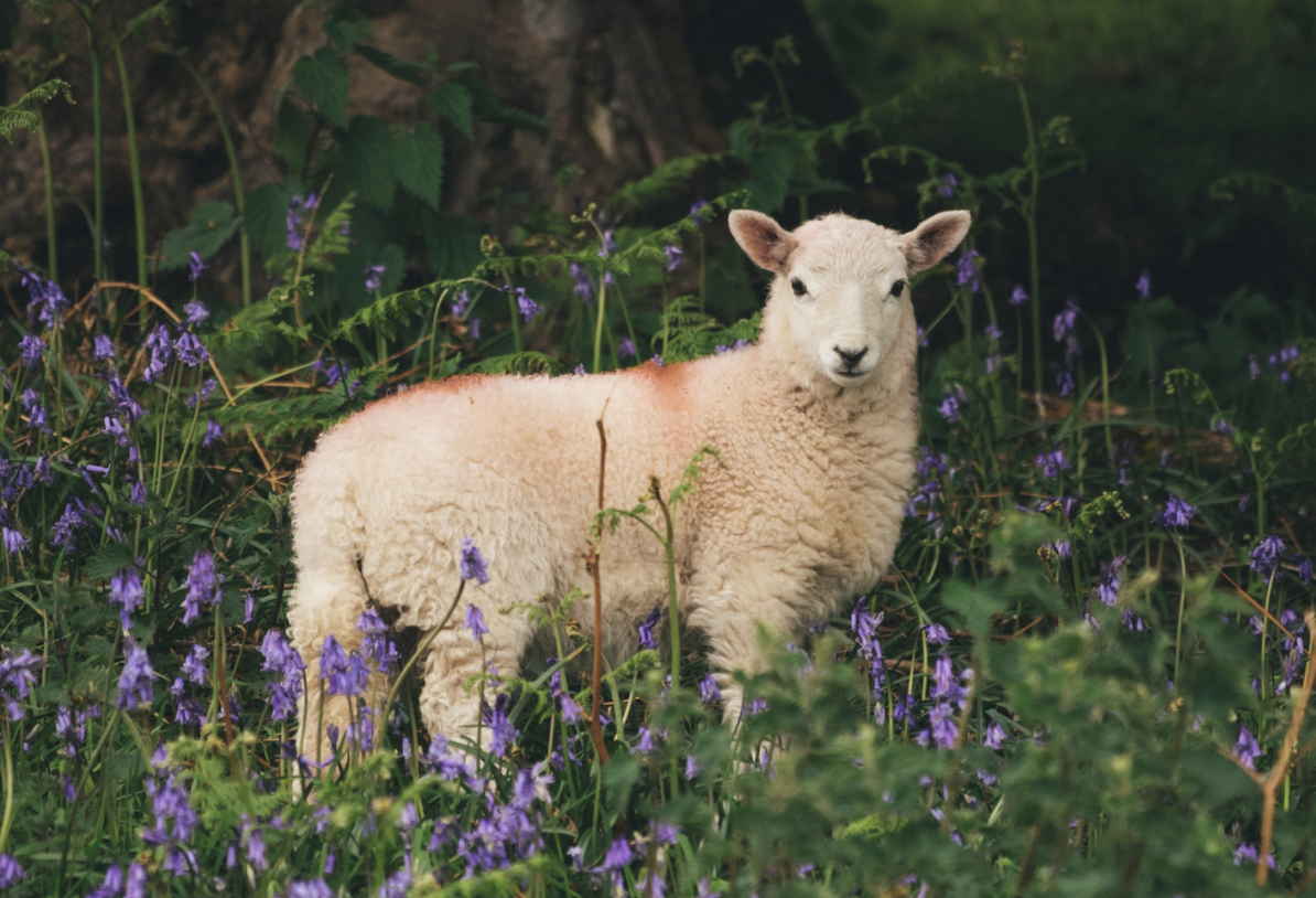 InterAmerican Is Regenerative Organic Certified! - InterAmerican Coffee