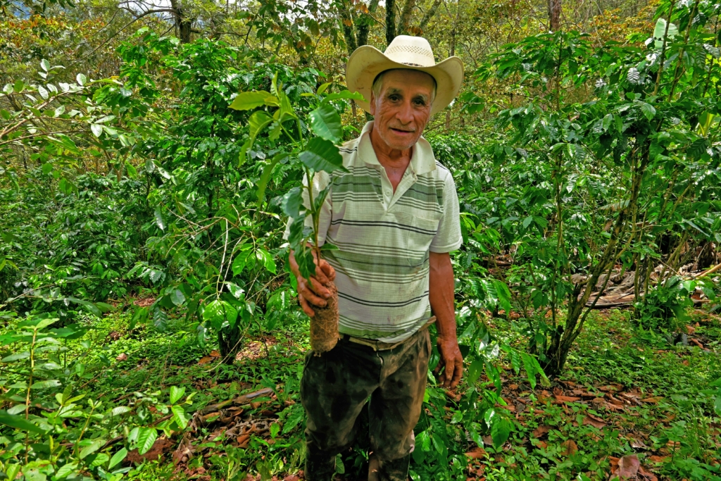 InterAmerican Coffee - Guatemala AAPICAFI Fairtrade Organic