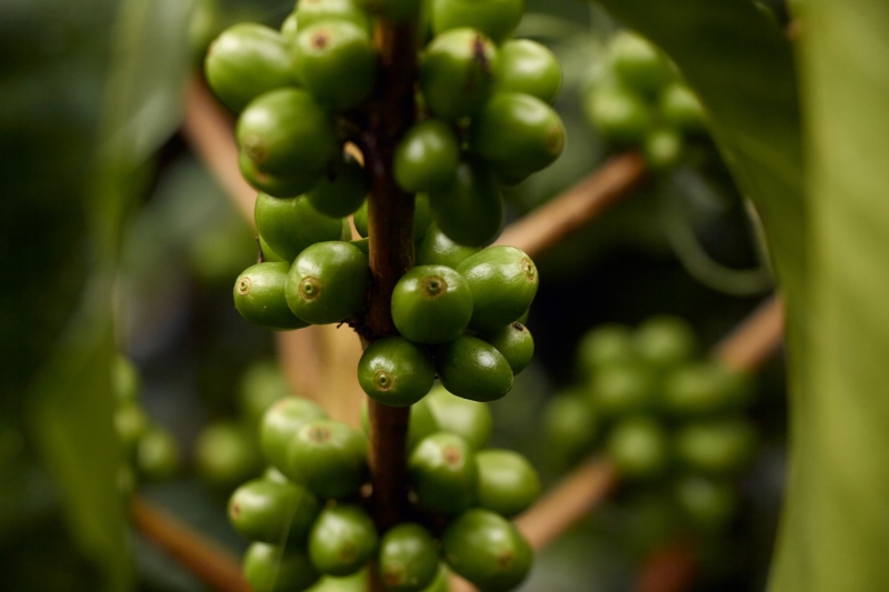 InterAmerican Coffee U.S. - Specialty Green Coffee Importer