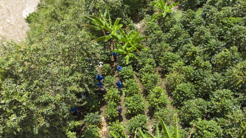 InterAmerican Coffee U.S. - Specialty Green Coffee Importer